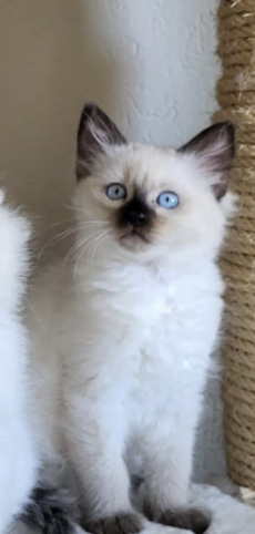 Heilige Birma seal point mix - Gratis Inserate